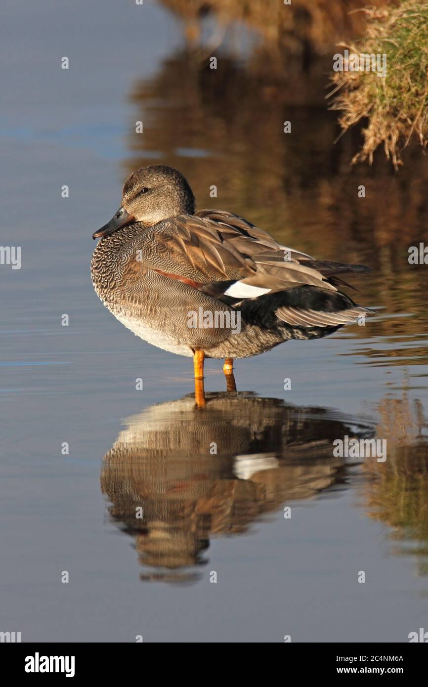 Gadwall duck uk hi-res stock photography and images - Alamy