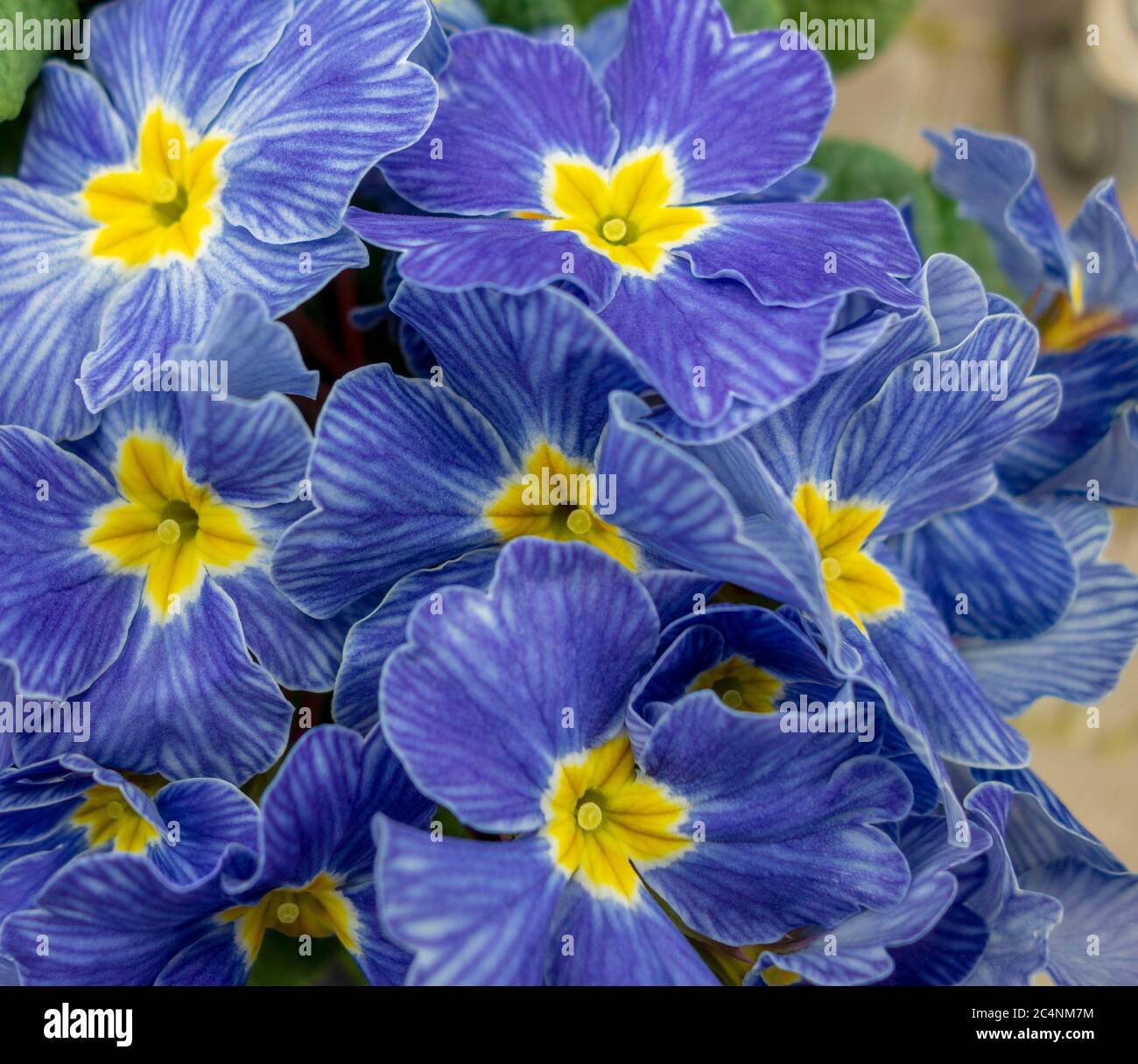 Blue Primula High Resolution Stock Photography and Images - Alamy