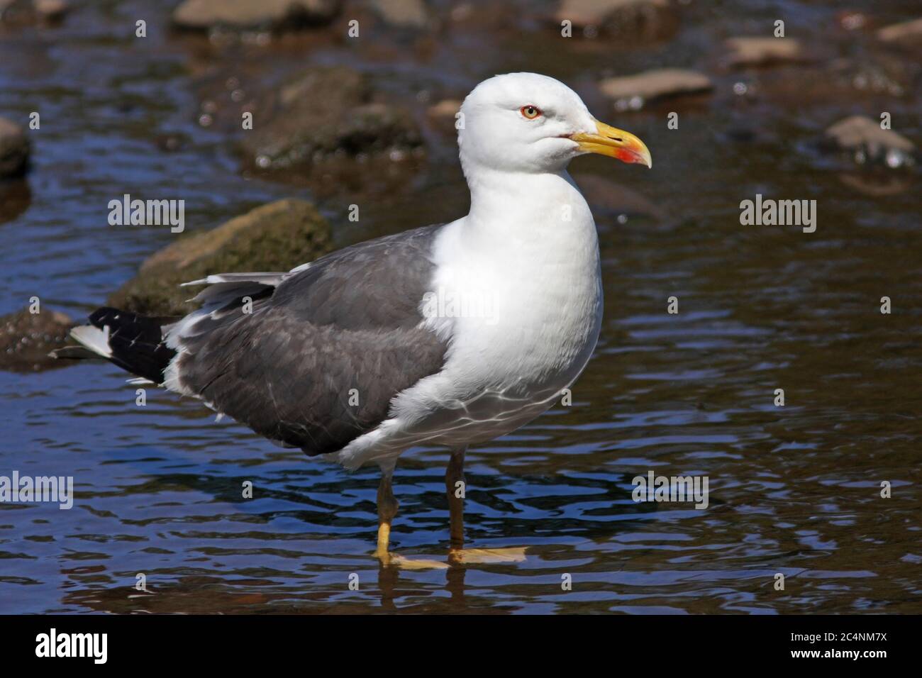 LESSER BLACK-BACKED GULL, Scotland, UK Stock Photo - Alamy