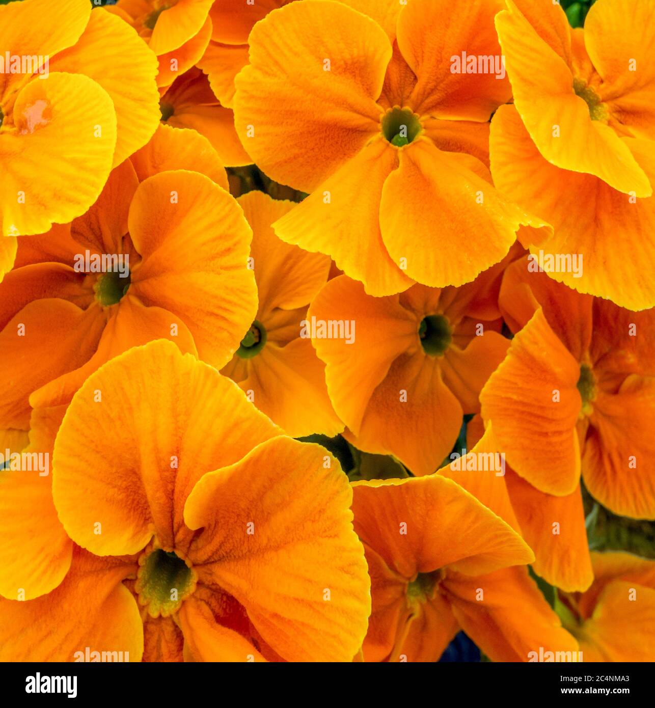 Bright orange flowers hi-res stock photography and images - Alamy