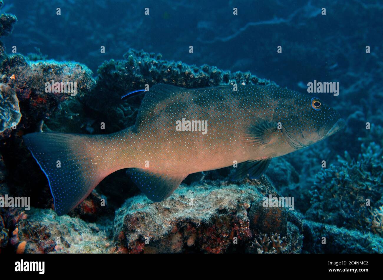 Spotted coral grouper, Plectropomus maculatus, Heron Island, Great ...
