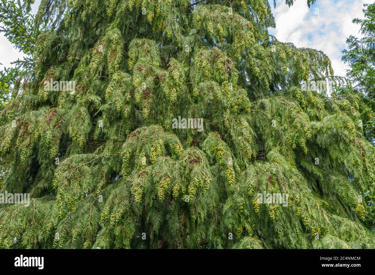 Lawson cypress, Port Orford cedar (Chamaecyparis lawsoniana), South ...