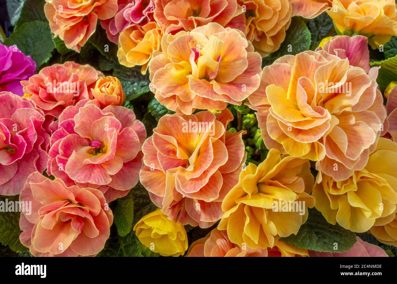 full frame closeup shot of some bright colored flowers Stock Photo - Alamy