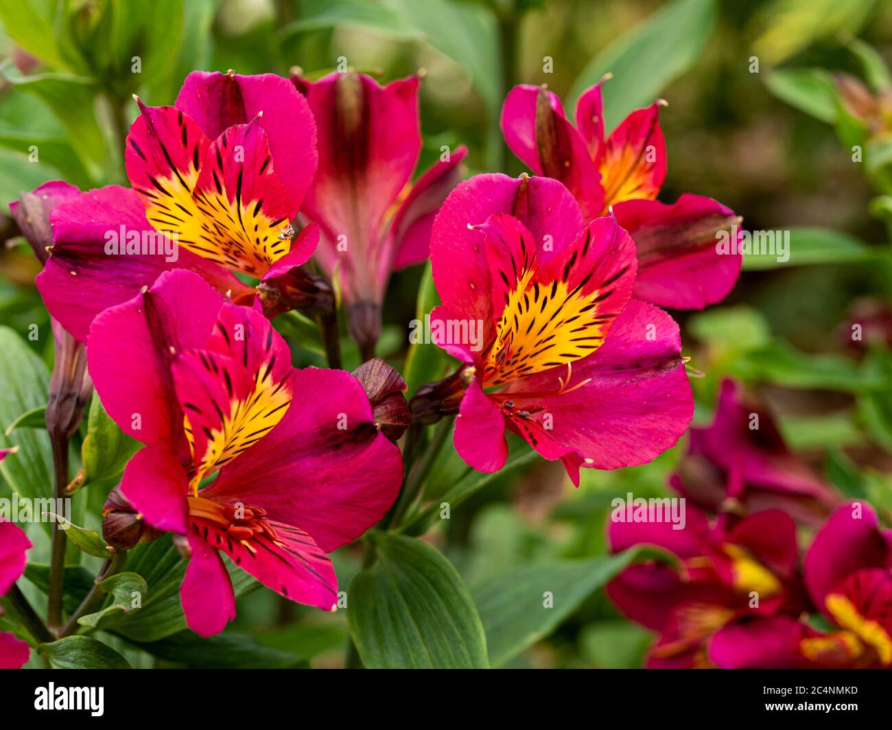Adonis flowers hi-res stock photography and images - Alamy