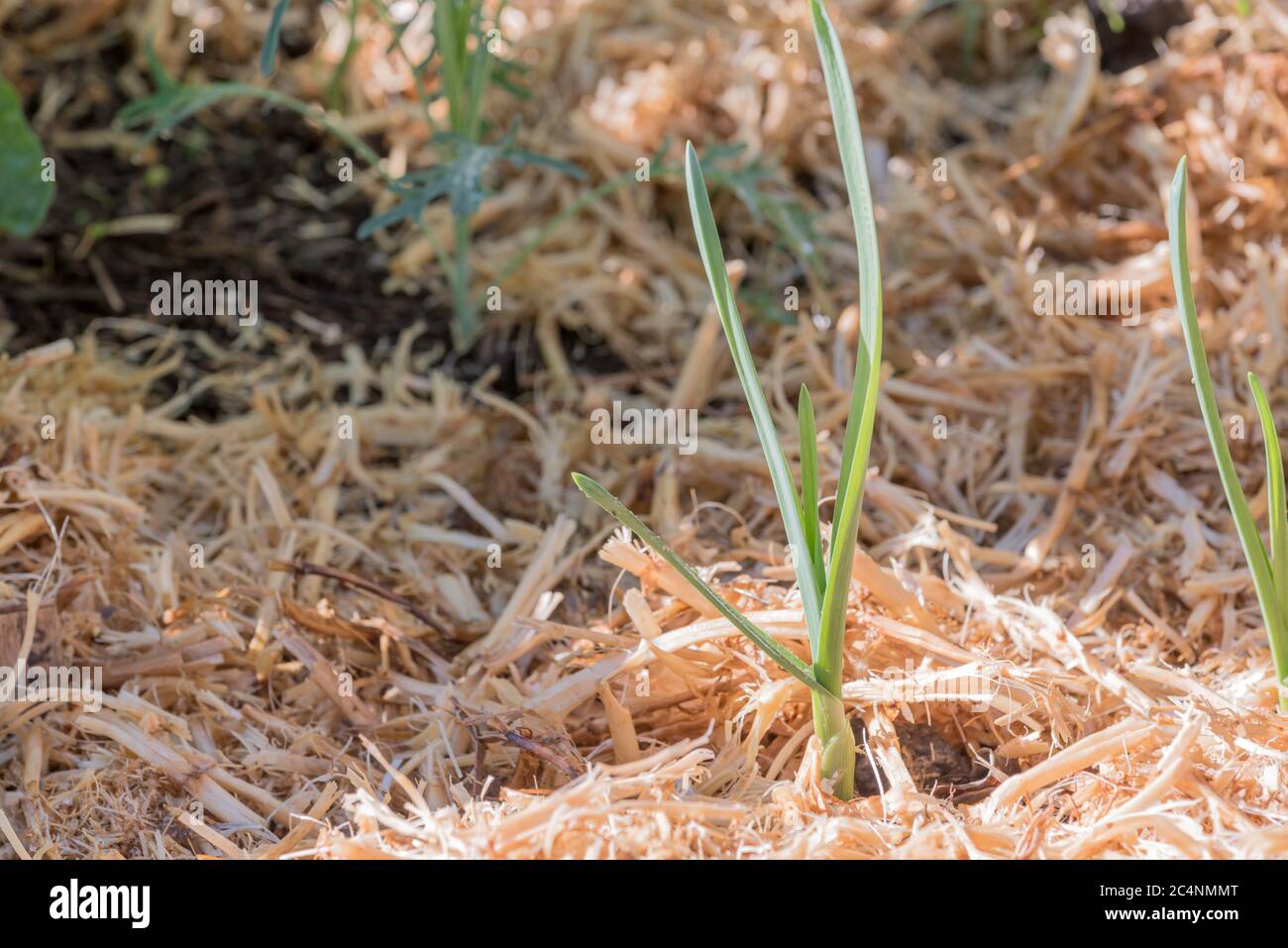 Allium sativum plant plants hi-res stock photography and images - Alamy