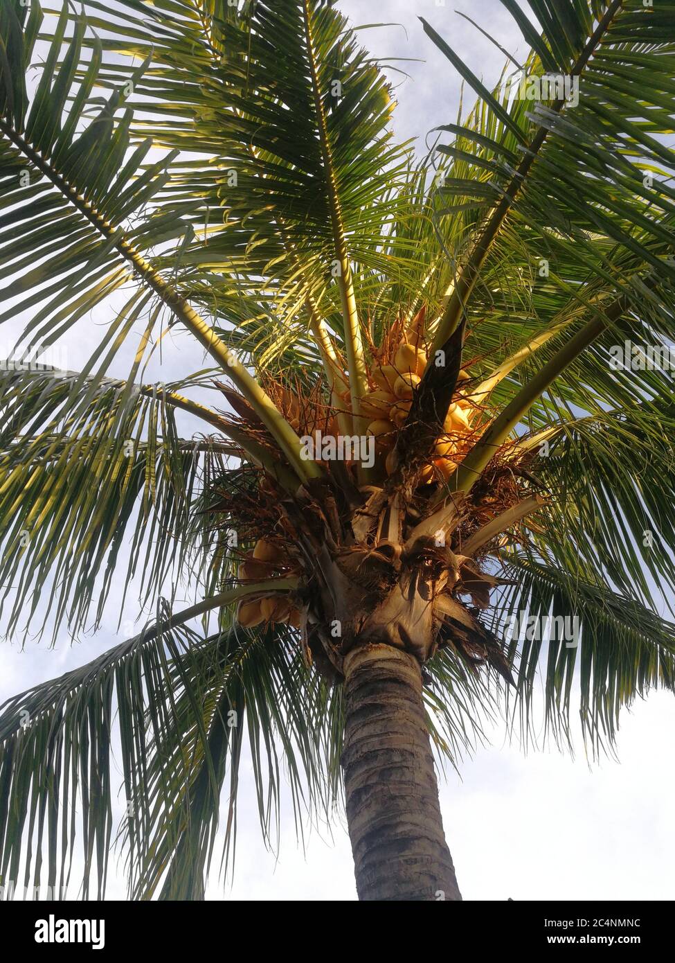 Vertical low angle shot of coconut tree Stock Photo - Alamy