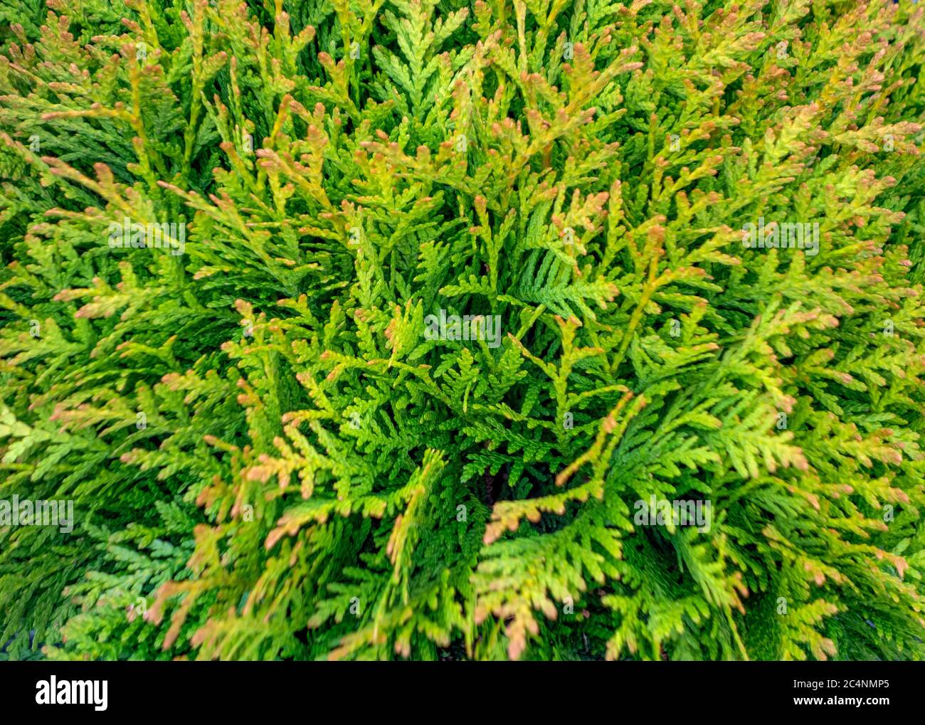 Thuja tree hi-res stock photography and images - Alamy