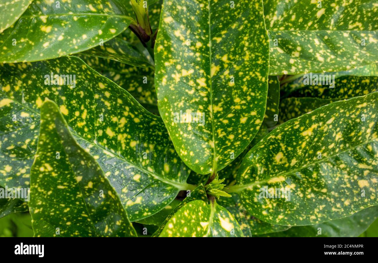 Spotted green leaves hi-res stock photography and images - Alamy