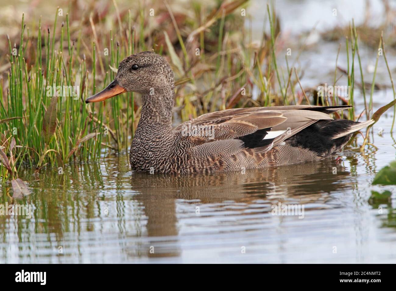 Eclipse male gadwall hi-res stock photography and images - Alamy