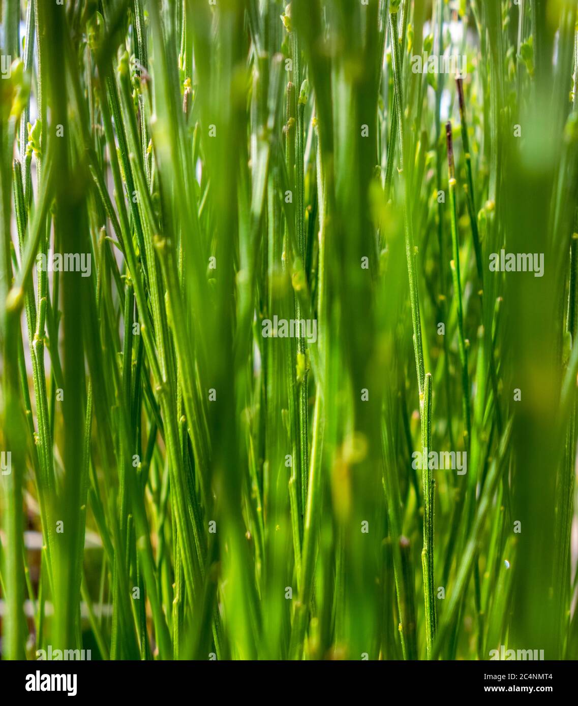 full frame background showing lots of green stipes and stalks Stock ...
