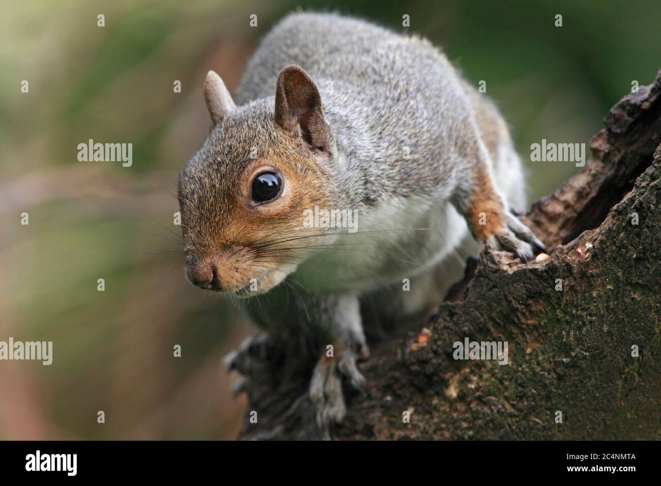 Grey squirrel tree hi-res stock photography and images - Alamy