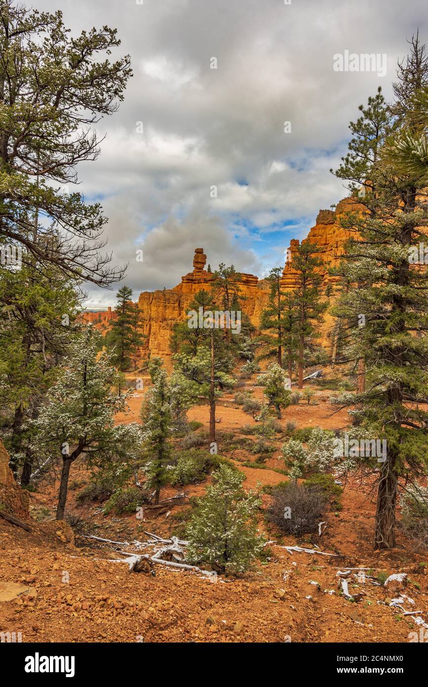 Trees and the red sandy rocks at the Red Canyon in the Dixie National ...