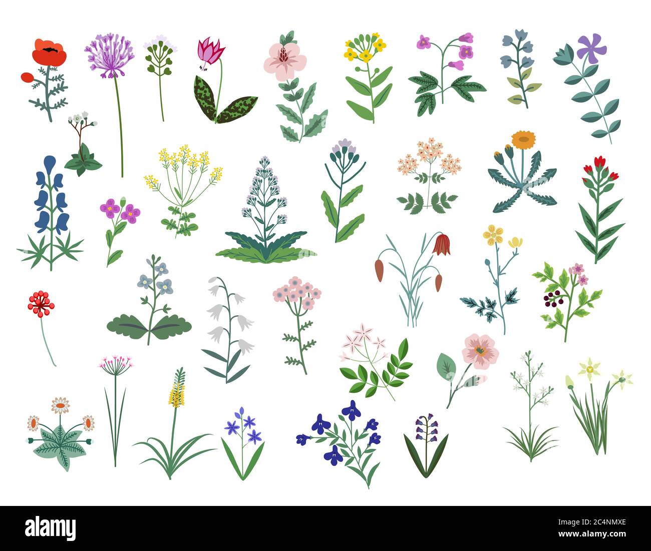 Butomus vector vectors Stock Vector Images - Alamy