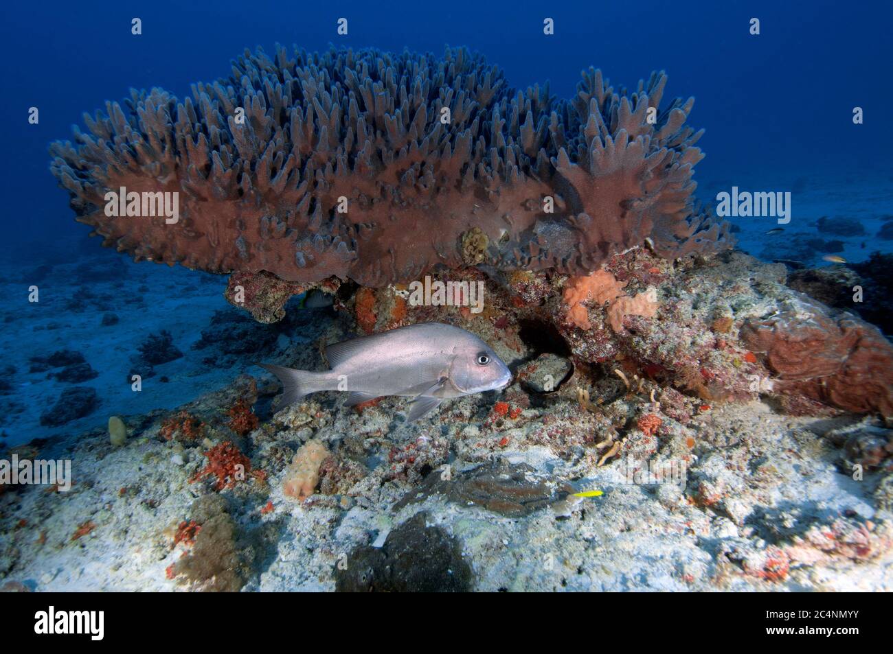 Red snapper, Lutjanus bohar, under a hard coral, Porites sp., Heron ...
