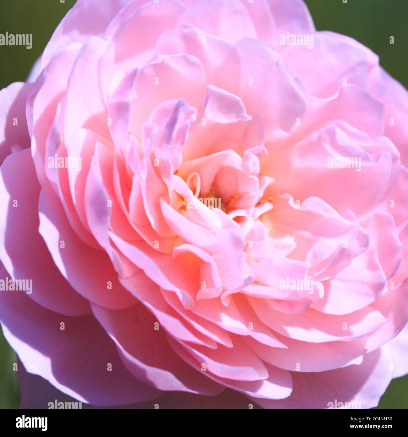 Tender roses. Background of blooming roses flowers. Sunny natural light ...