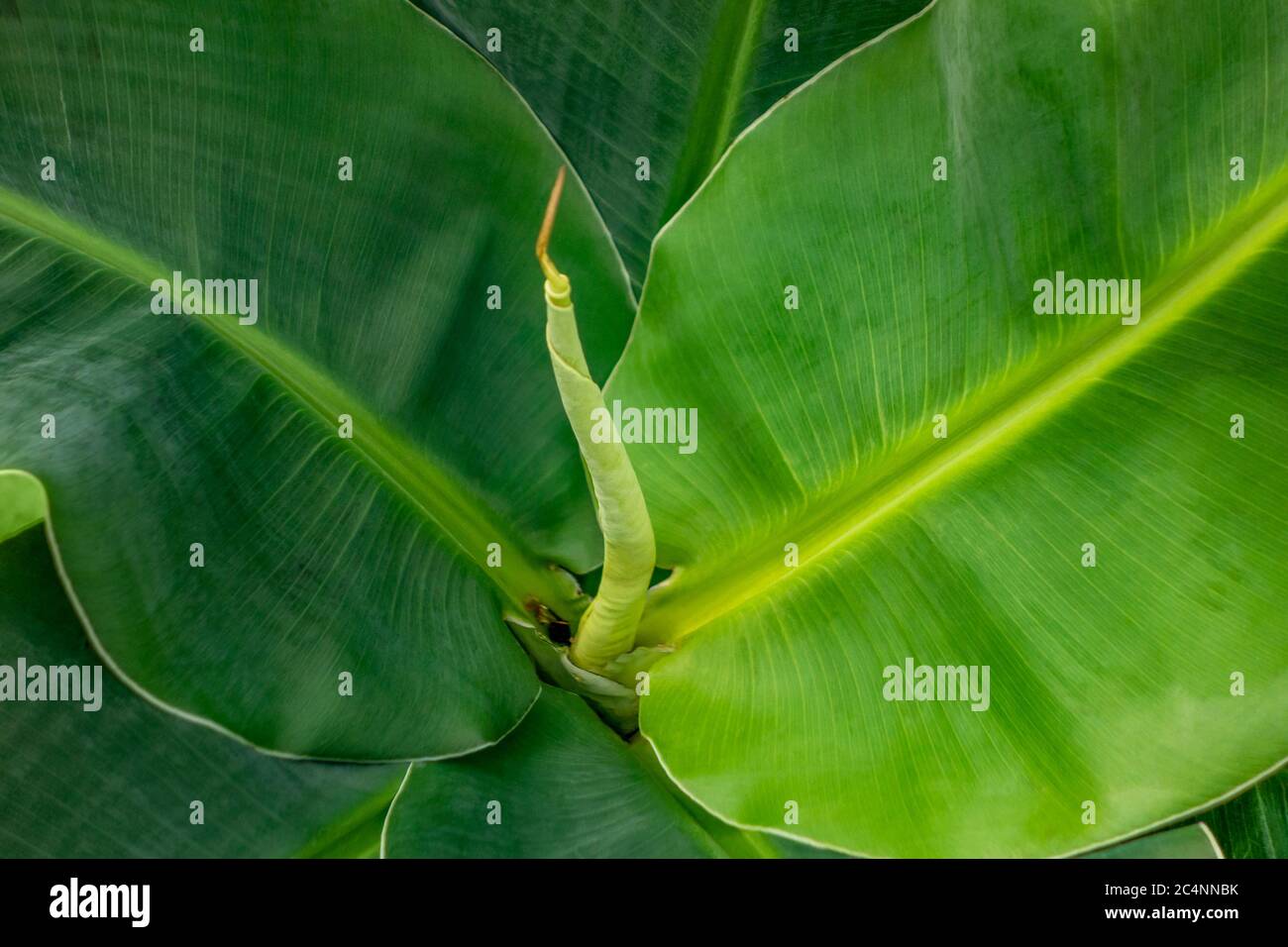 Musa acuminata plant hi-res stock photography and images - Alamy