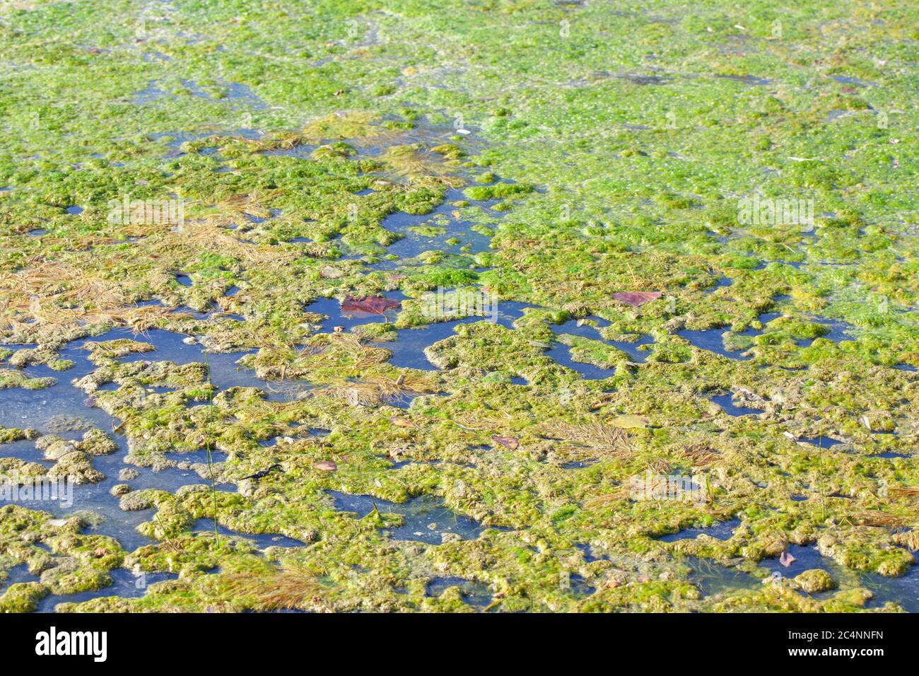 Swamp texture hi-res stock photography and images - Alamy