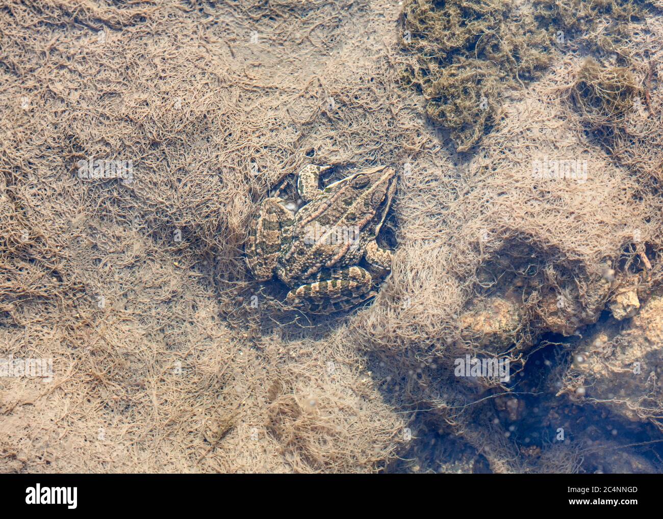 European Common Toad standing in transparent water . Frog at the river ...