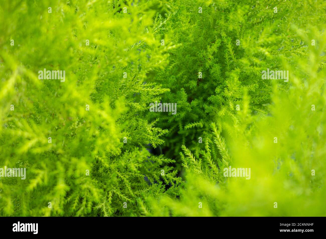 Backdrop of green vegetation hi-res stock photography and images - Alamy