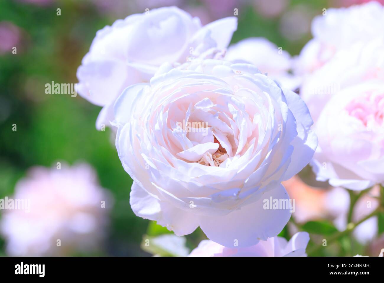 Tender roses. Background of blooming roses flowers. Sunny natural light ...