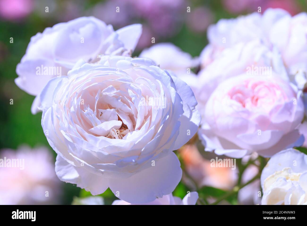 Roses. Delicate background with blooming rose flowers. Rose garden ...