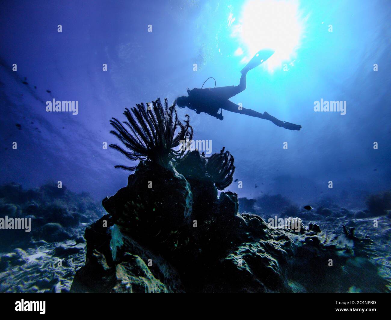 Women who enjoy diving in the clean sea Stock Photo - Alamy