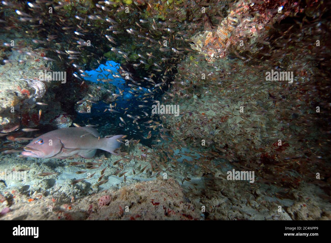 Leopard coral grouper, Plectropomus leopardus, in an aggregation of ...