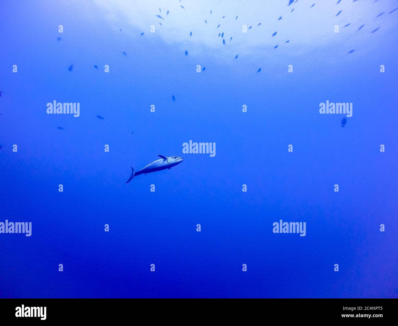 Tooth dog tuna seen in a beautiful and transparent sea Stock Photo - Alamy