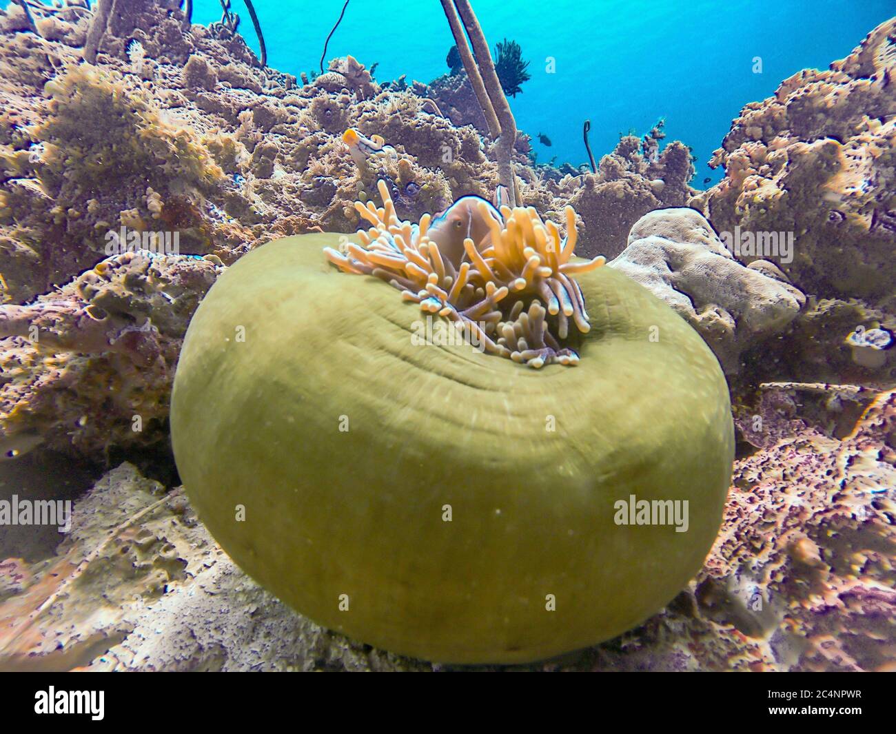 Coral reef seen in the beautiful and transparent sea Stock Photo - Alamy