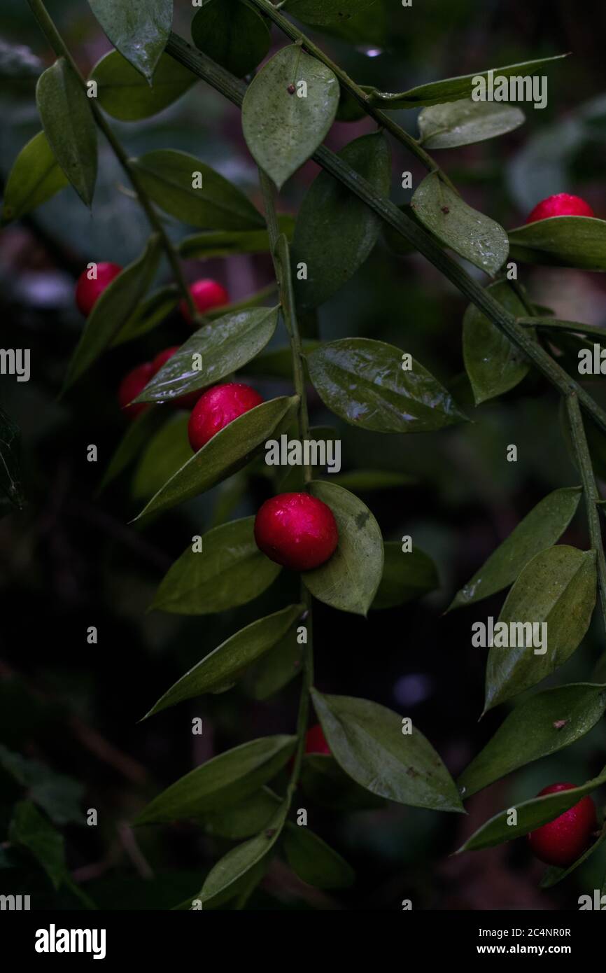 Red fruit of a plant in the forest Stock Photo - Alamy