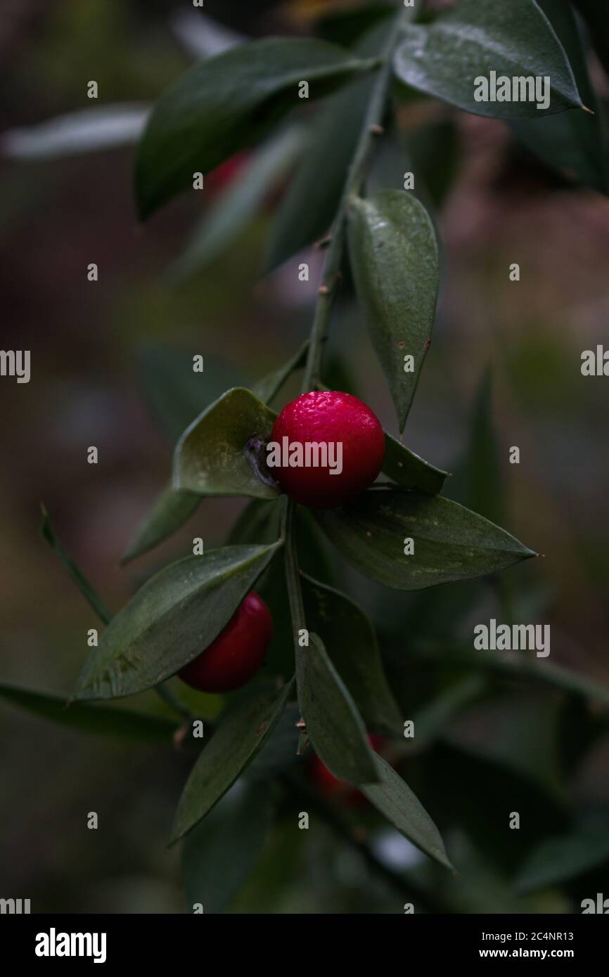 Red fruit of a plant in the forest Stock Photo - Alamy
