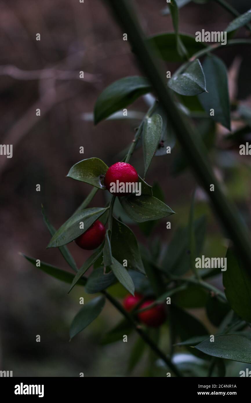 Red fruit of a plant in the forest Stock Photo - Alamy