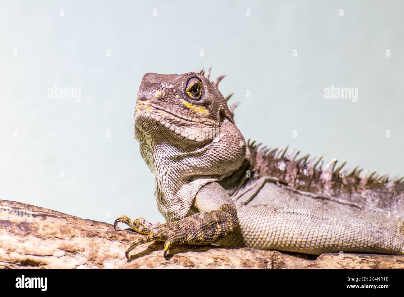 Fascinating Animals – A Glimpse into Wildlife Stock Photo - Alamy