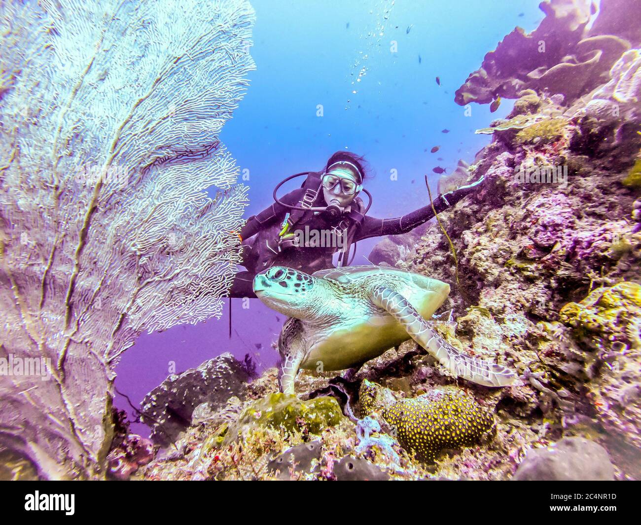 Women who enjoy diving in the clean sea Stock Photo - Alamy