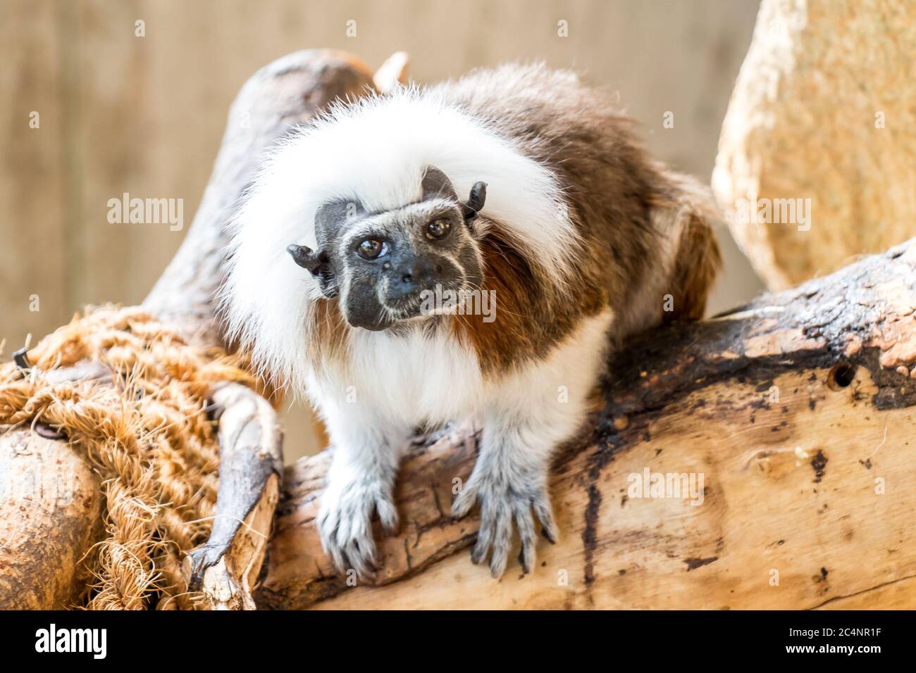 Fascinating Animals – A Glimpse into Wildlife Stock Photo - Alamy