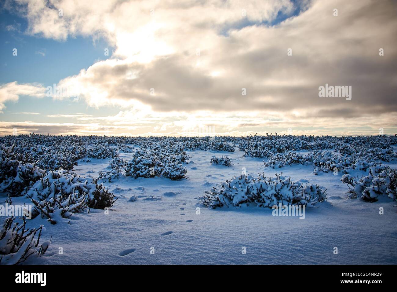 Beautiful view of bush branches covered with snow under a cloudy sky ...