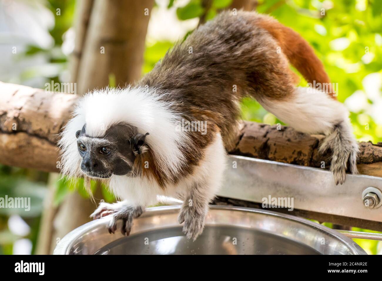 Fascinating Animals – A Glimpse into Wildlife Stock Photo - Alamy