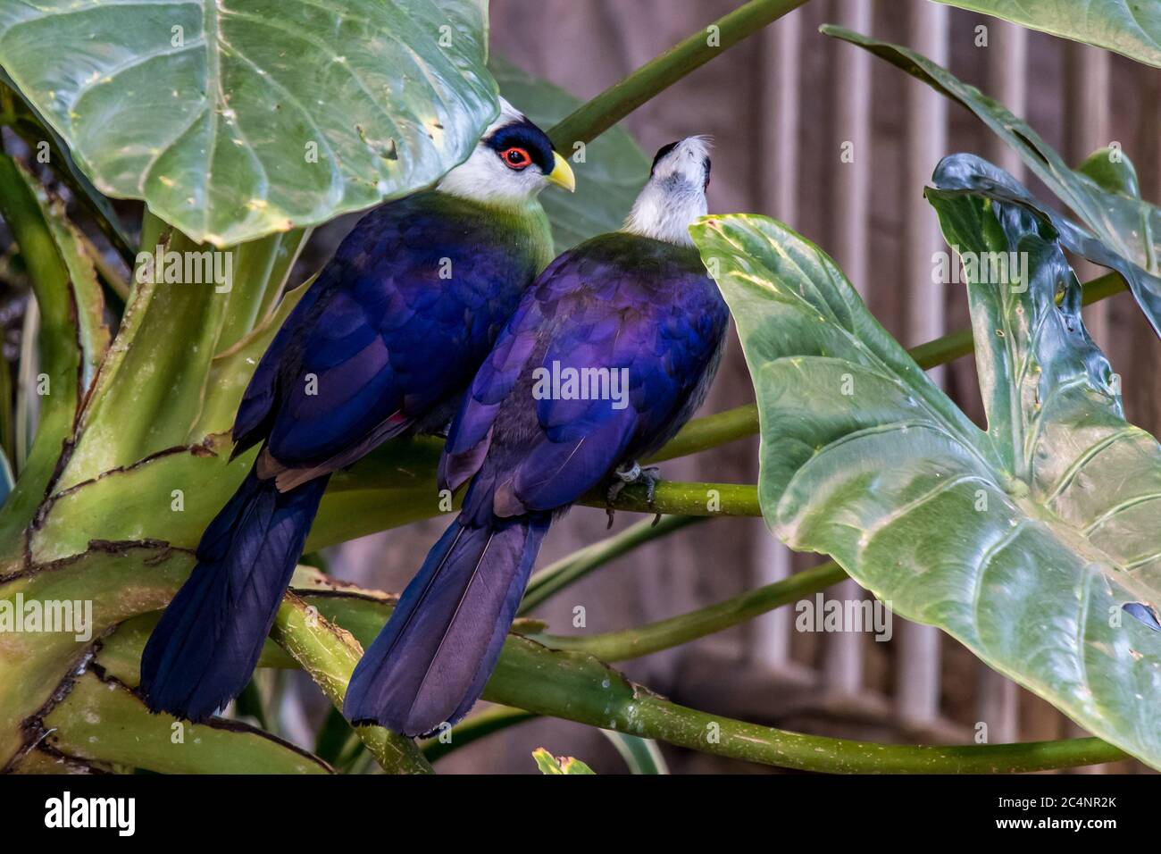 Fascinating Animals – A Glimpse into Wildlife Stock Photo - Alamy
