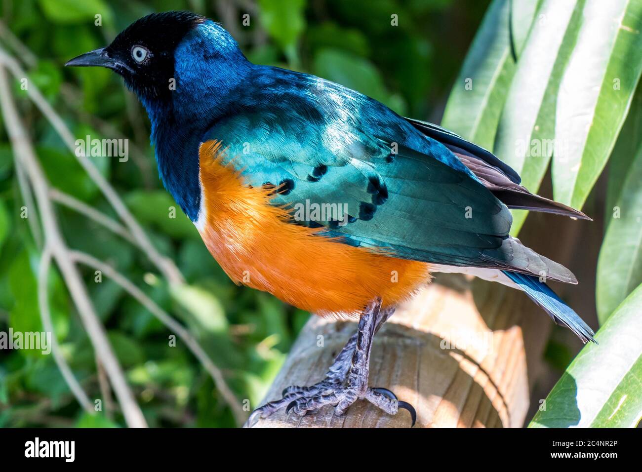 Fascinating Animals – A Glimpse into Wildlife Stock Photo - Alamy