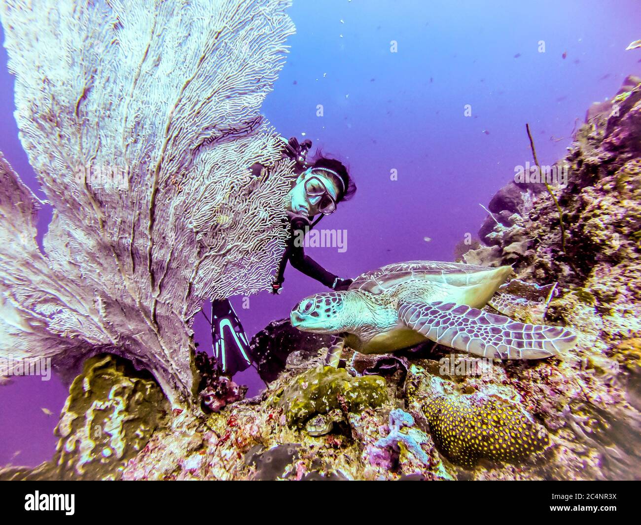 Women who enjoy diving in the clean sea Stock Photo - Alamy