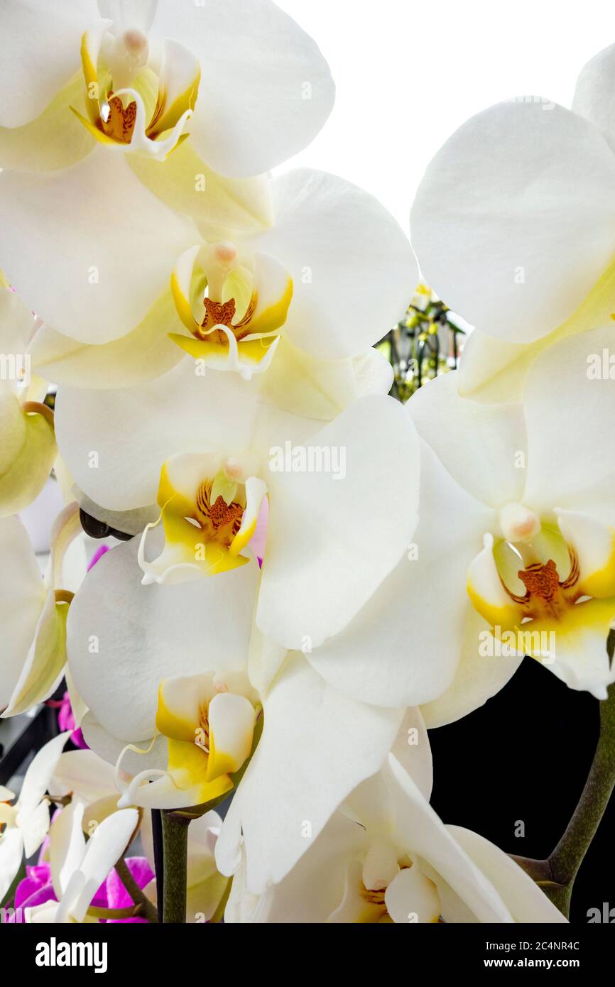 Frame orchid hi-res stock photography and images - Alamy