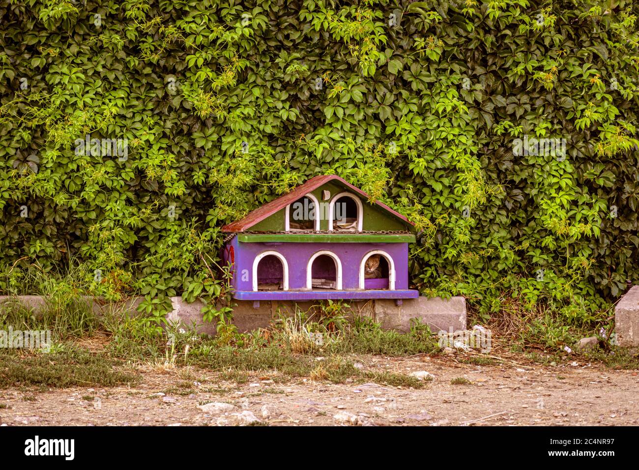 Wood cat shelter hi-res stock photography and images - Alamy