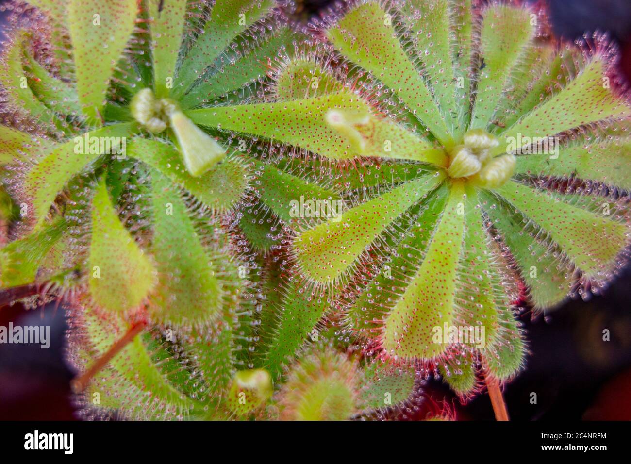 some Drosera aliciae sundew plants in dark back Stock Photo - Alamy