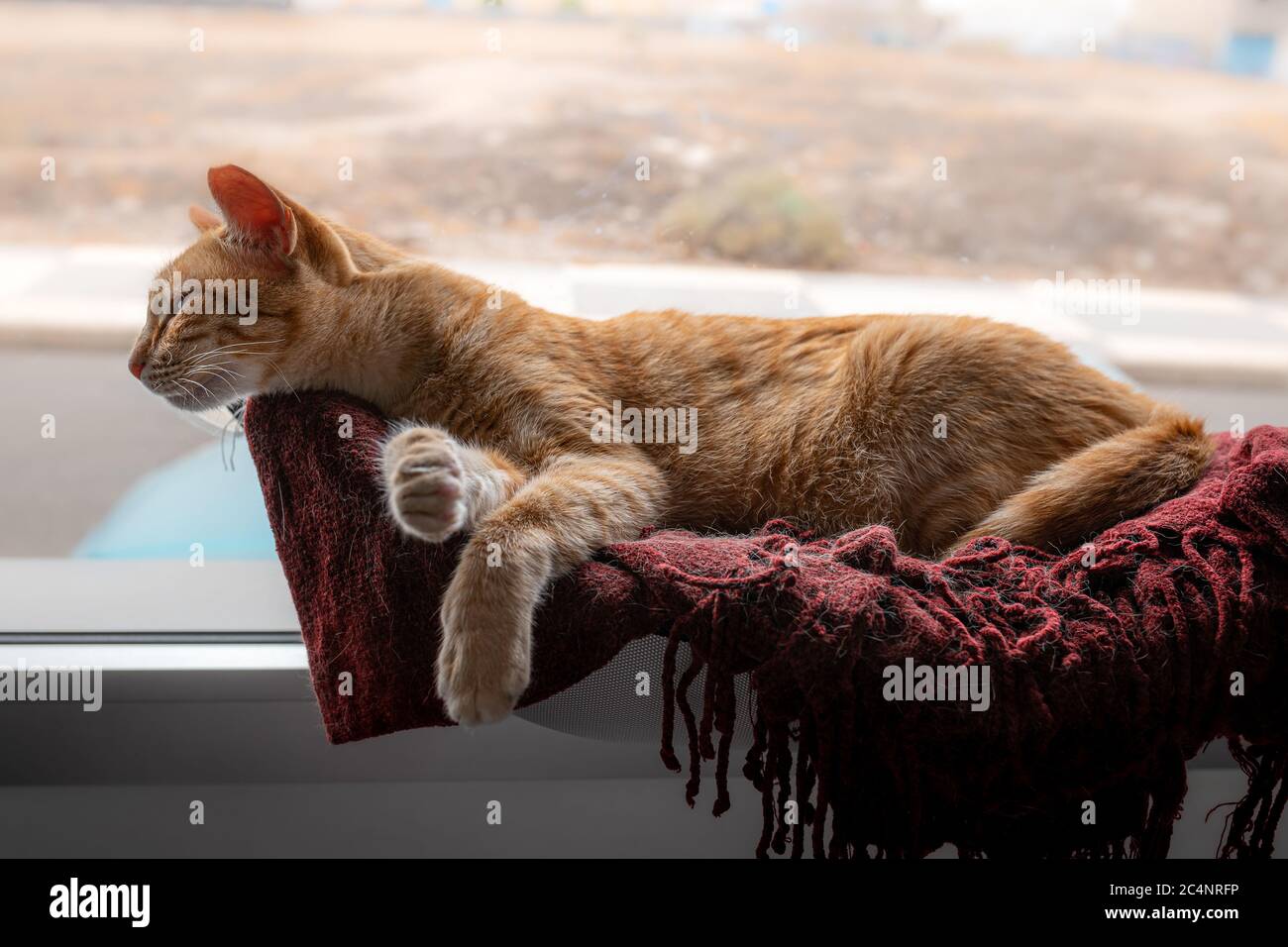 Hammock cat bed hi-res stock photography and images - Alamy