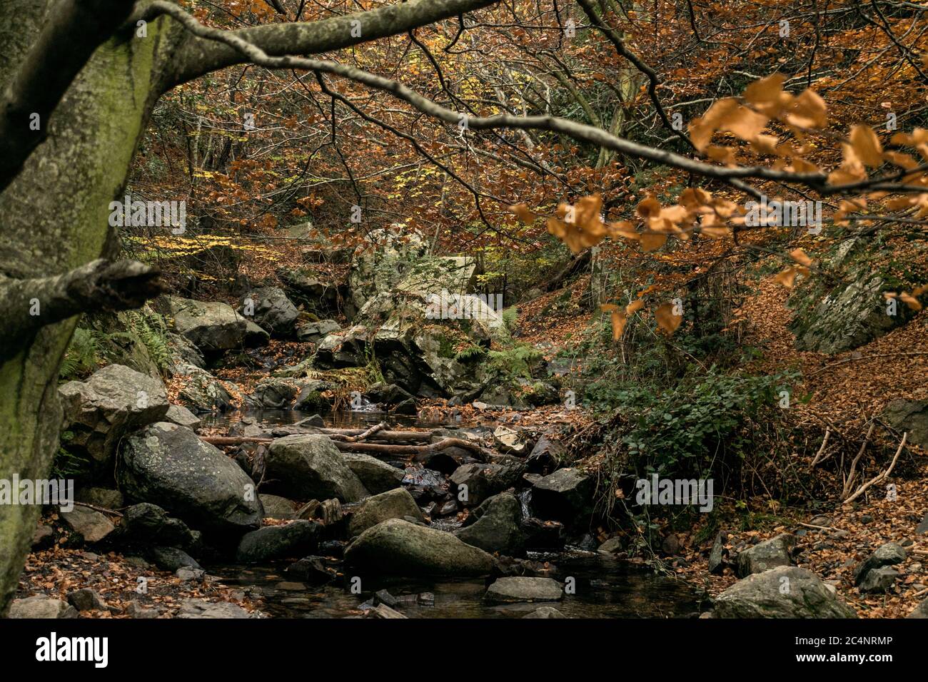 Interior of a forest in autumn Stock Photo - Alamy