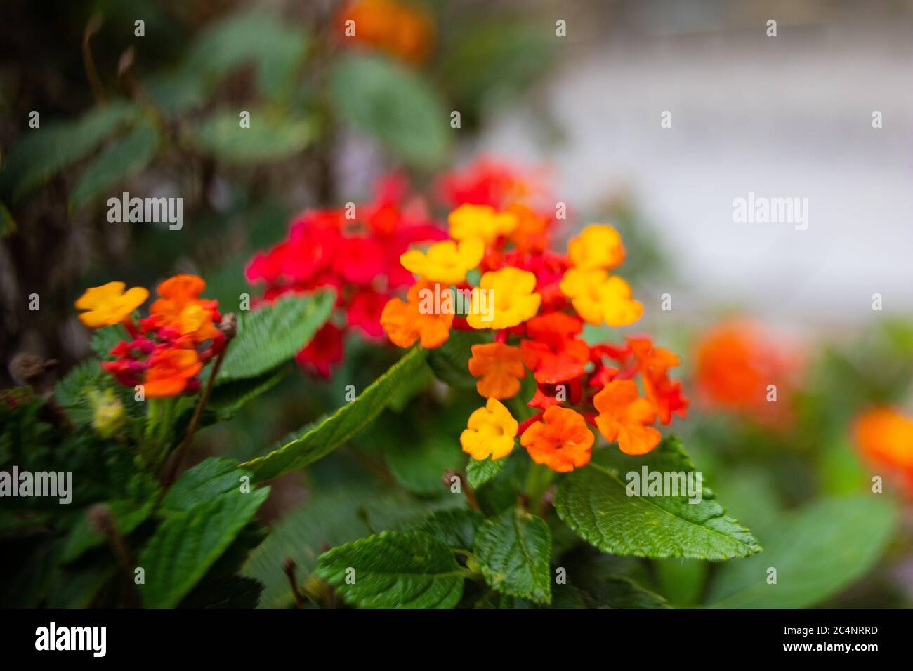 Colorful Lantana Camara flowers in the garden Stock Photo - Alamy