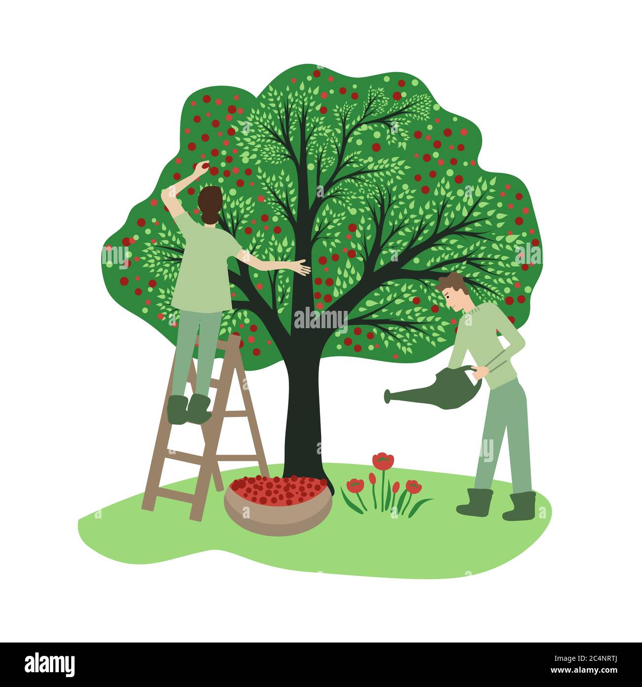 Garden work vector illustration, woman gathering cherries and man ...