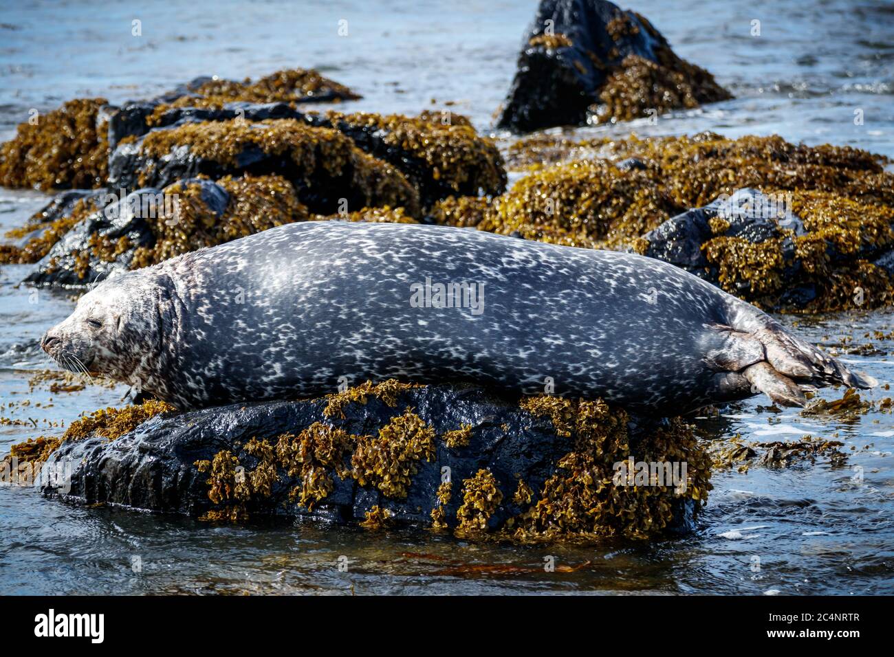 Seals in Iceland – Playful Marine Mammals of the Arctic Stock Photo - Alamy