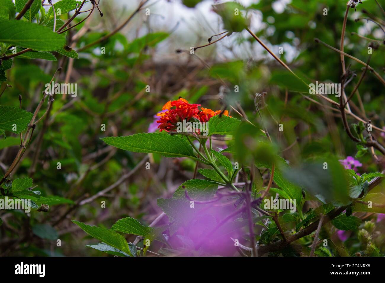 Colorful Lantana Camara flowers in the garden Stock Photo - Alamy