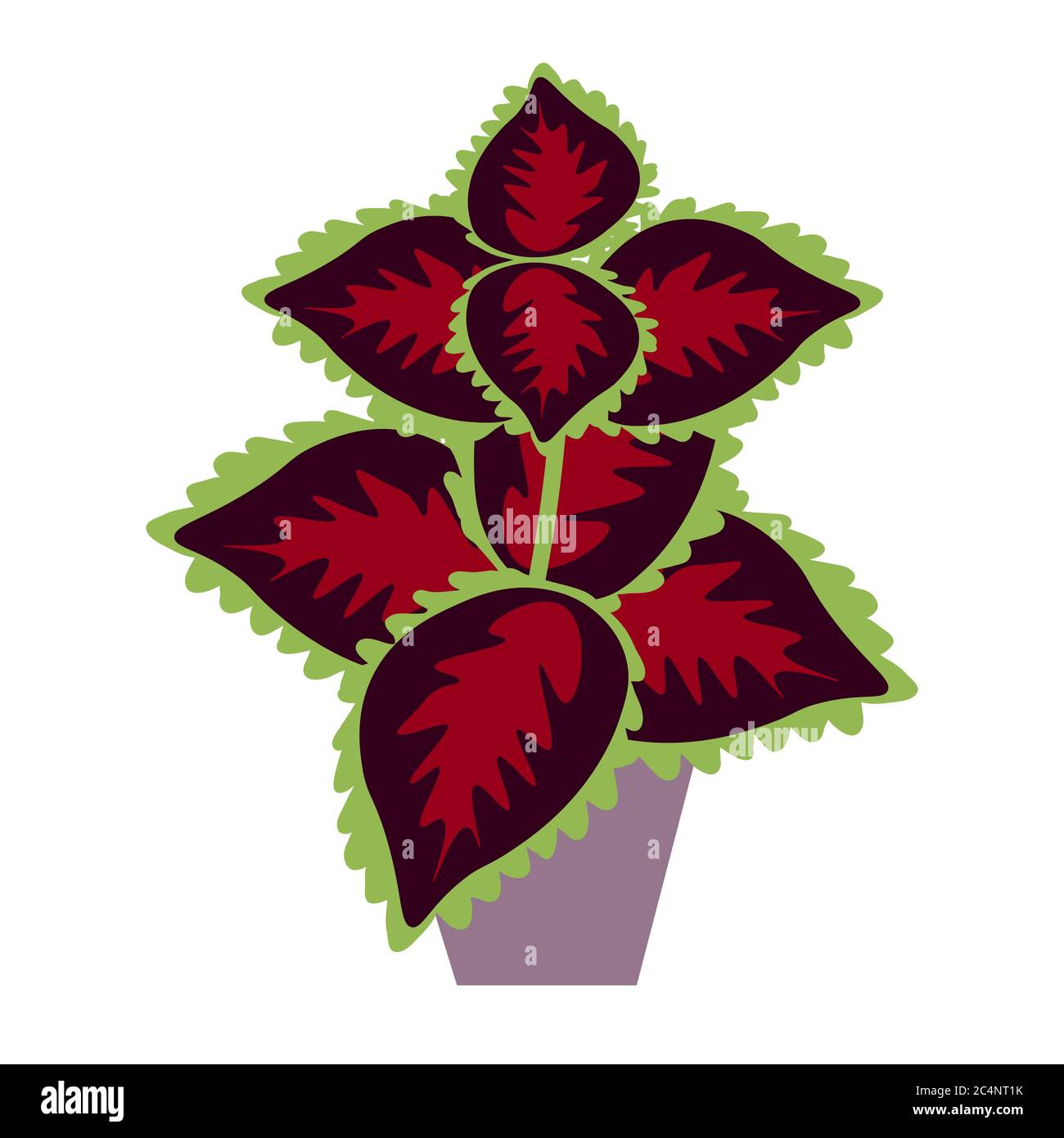 Coleus isolated vector plant illustration Stock Vector Image & Art - Alamy